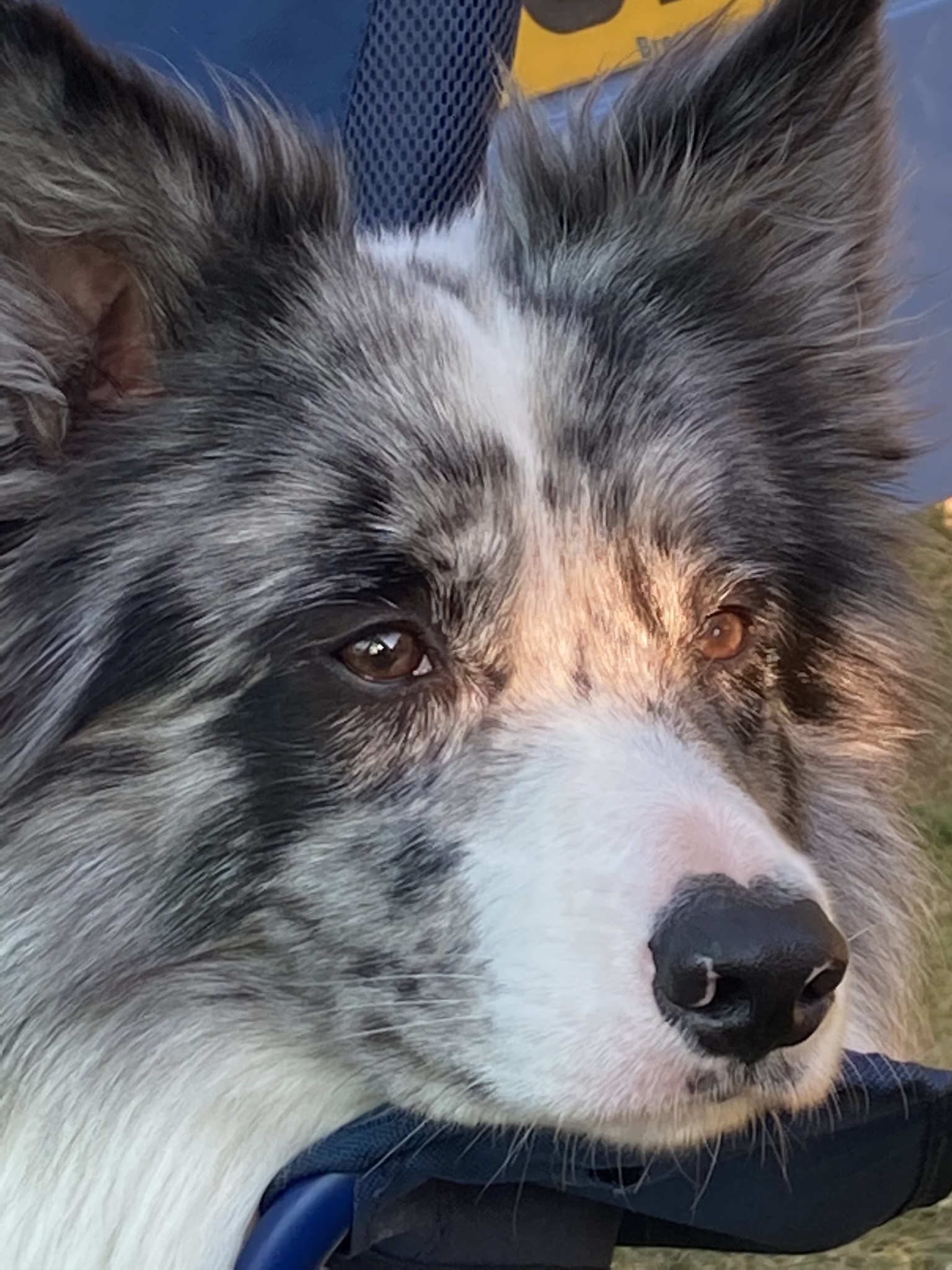 About - Romsey and New Forest Dog Trainer