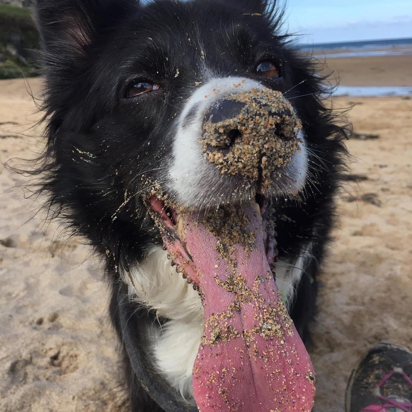 About - Romsey and New Forest Dog Trainer