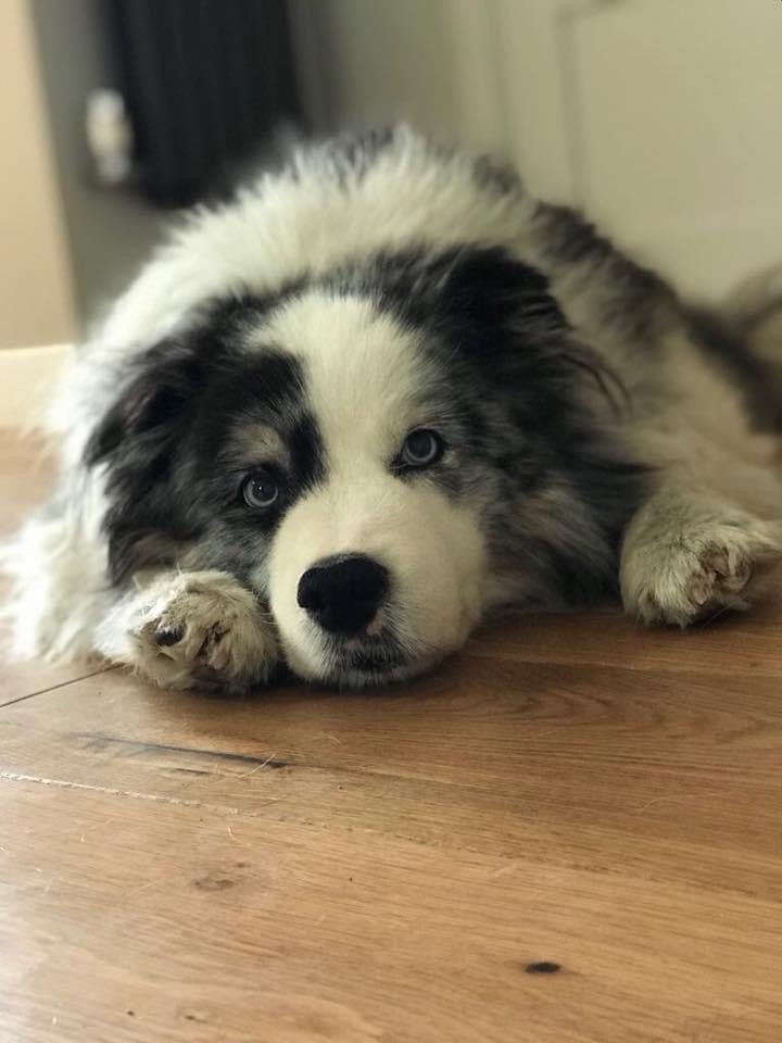 About - Romsey and New Forest Dog Trainer